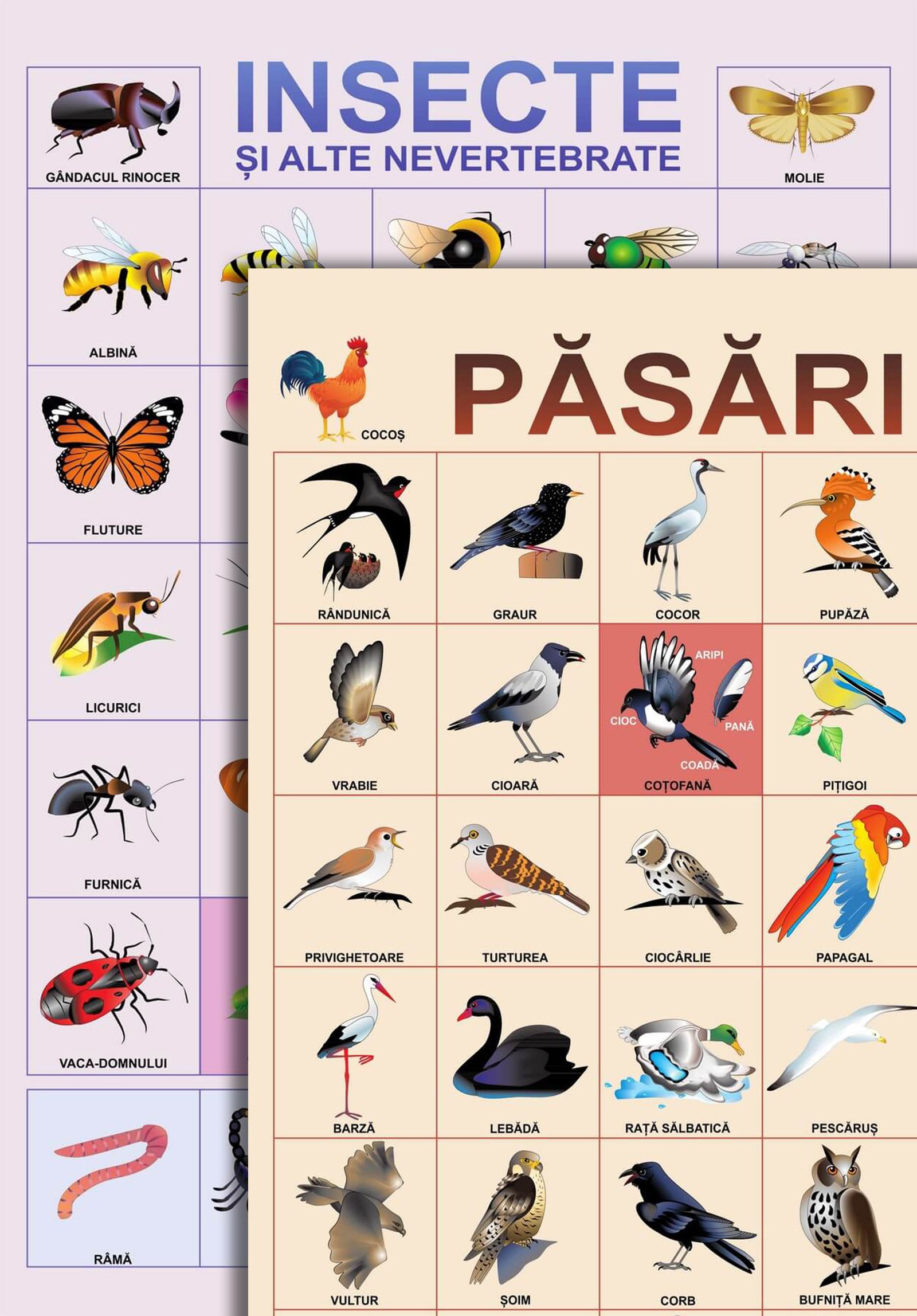 Insecte şi păsări; planșe - Editura Epigraf